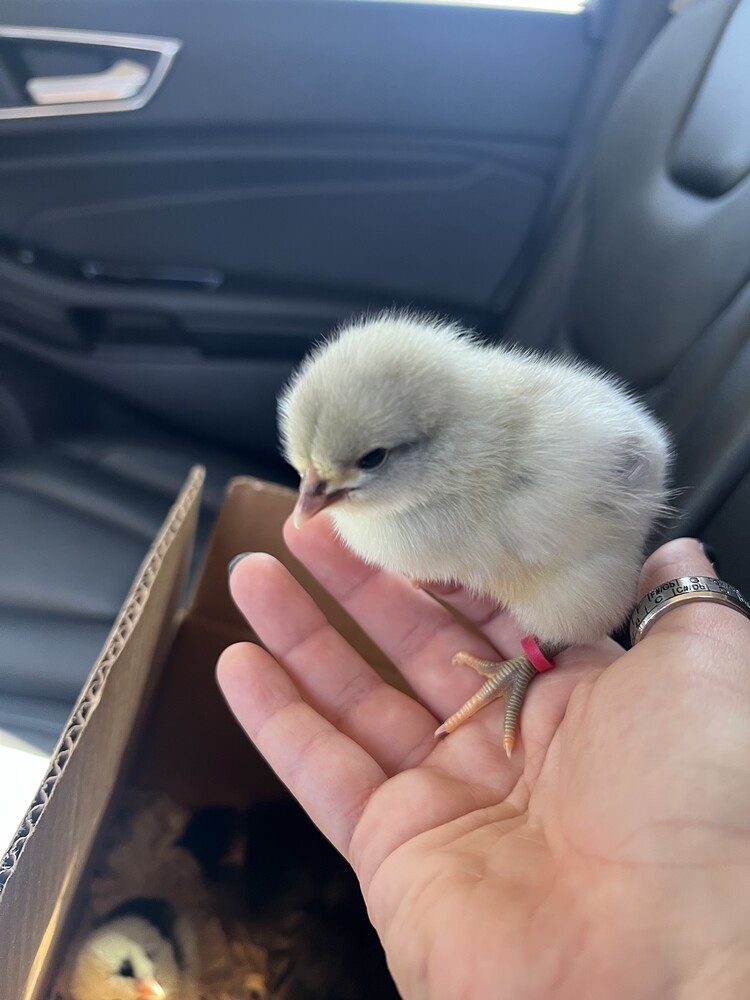 New Chickens! - All Reptiles - MorphMarket Reptile Community