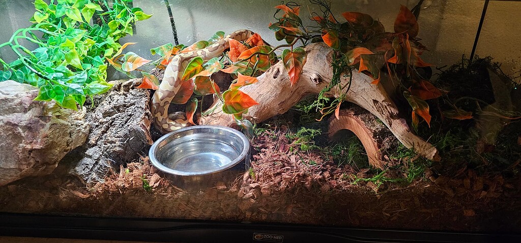 New furniture :) - Ball Pythons - MorphMarket Reptile Community