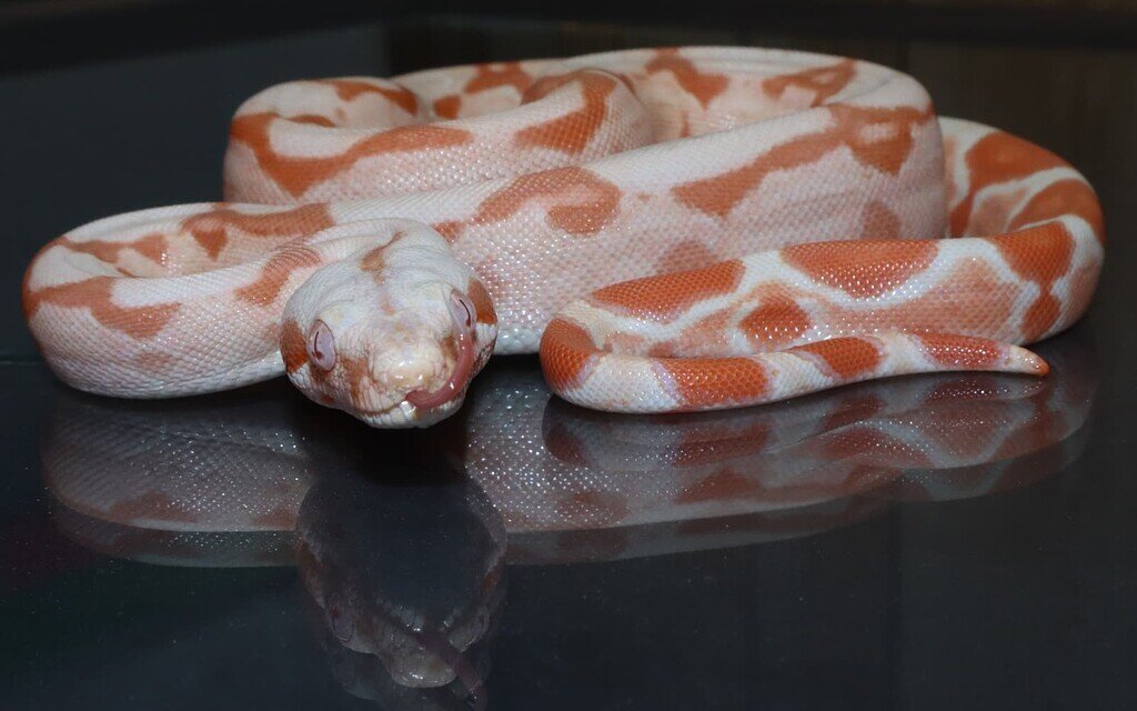 Some updated photos of the Sunglows and Motley - Boas - MorphMarket ...