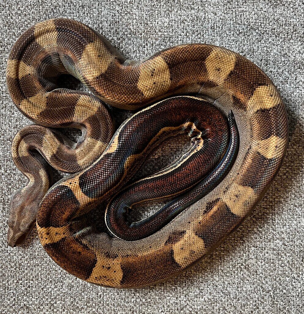 Indy morph-Boa imperator/Boa constrictor imperator [DONE] - Genetics ...