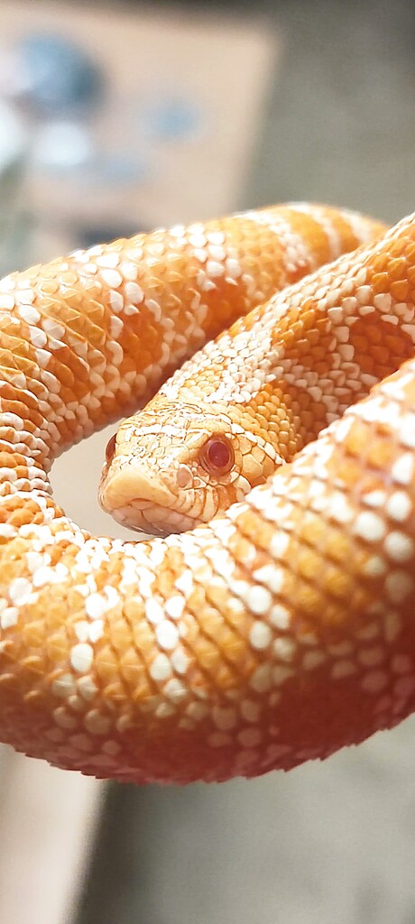 Hello everyone - All Reptiles - MorphMarket Reptile Community