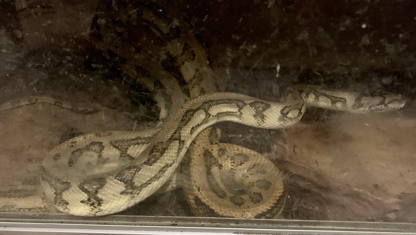 Help needed to identify pythons - Carpet Pythons - MorphMarket Reptile ...