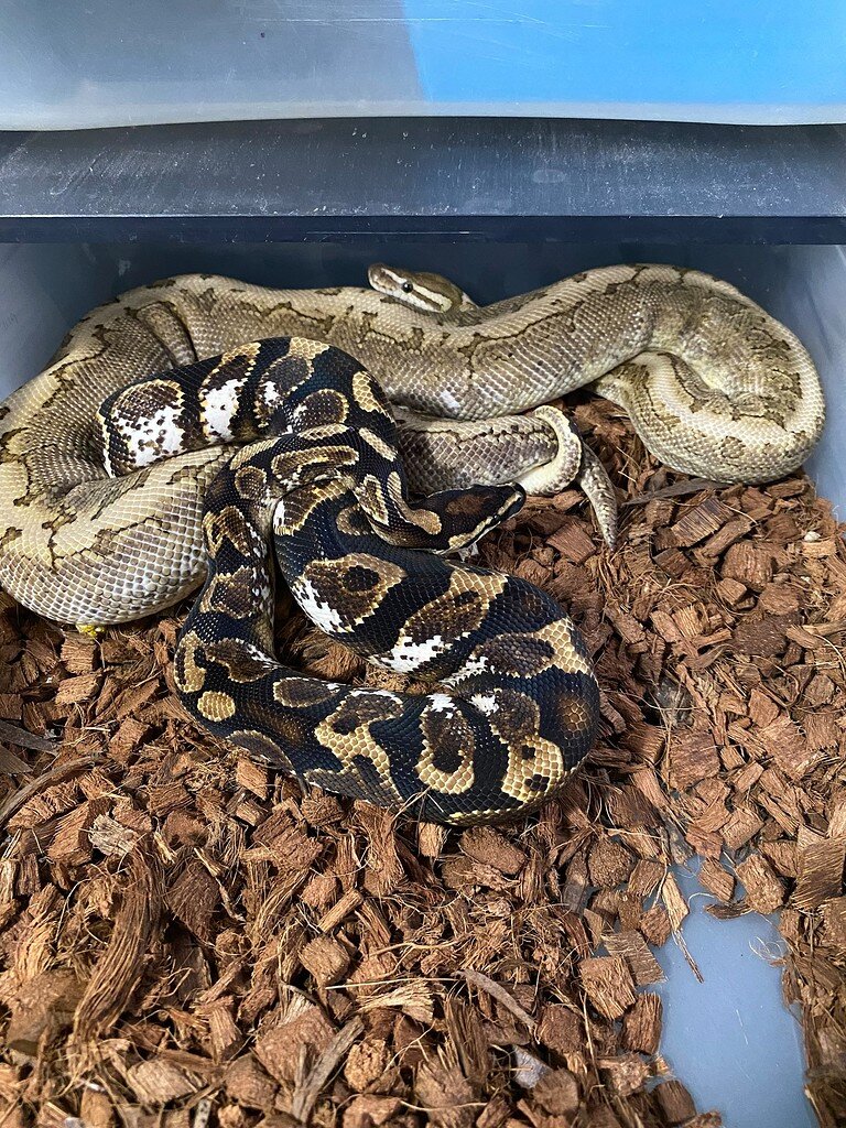2021/2022 pairings - Ball Pythons - MorphMarket Reptile Community