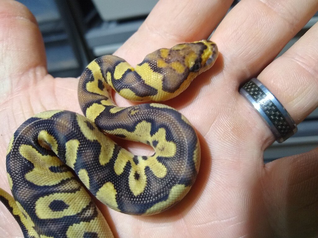 Hydra clown, finally! - Ball Pythons - MorphMarket Reptile Community