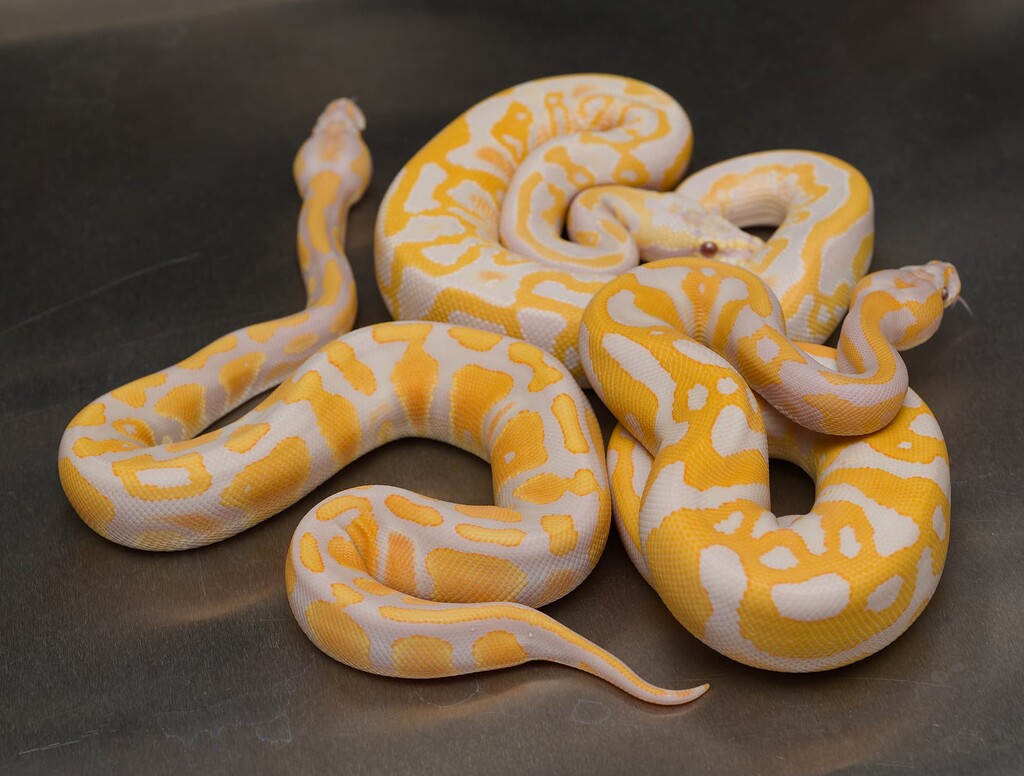 Lav vs Confusion Lav vs Pastel Confusion Lav - Ball Pythons ...