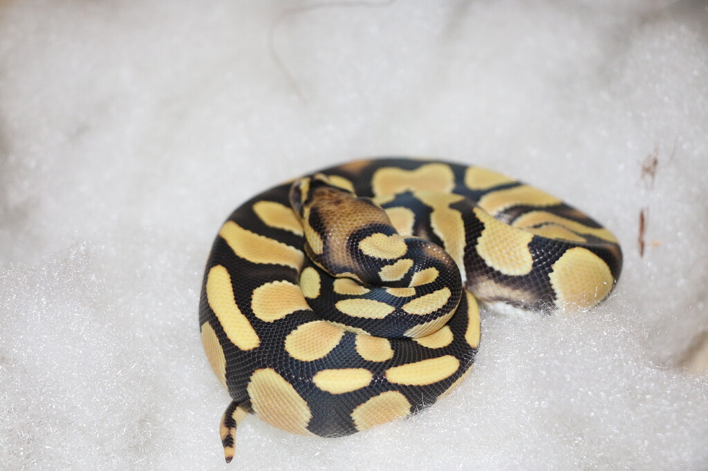 Need help IDing these siblings - Ball Pythons - MorphMarket Reptile ...