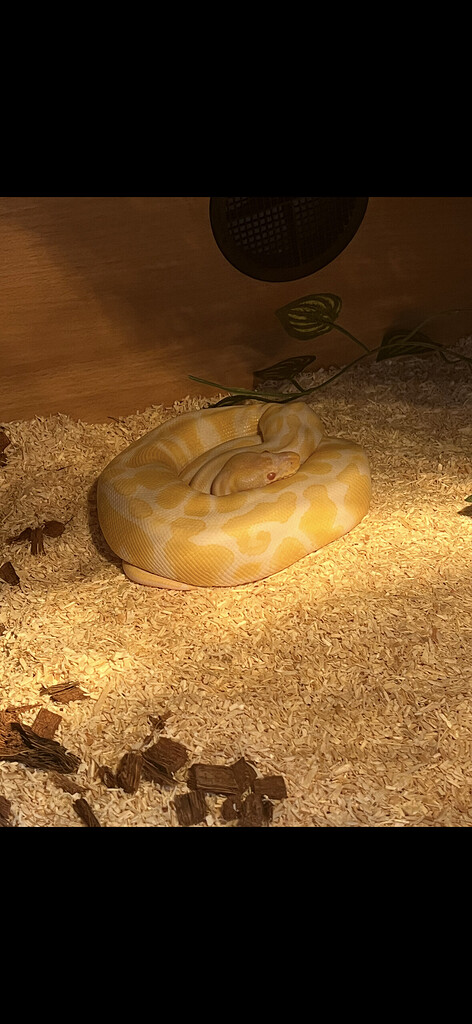 Advice on my ball python - Ball Pythons - MorphMarket Reptile Community