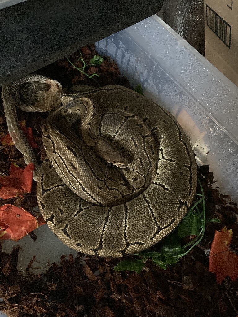 Gravid female? - Ball Pythons - MorphMarket Reptile Community