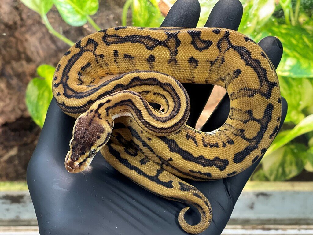 Remember everyone, GStripe is a boring dead morph that no one wants to ...