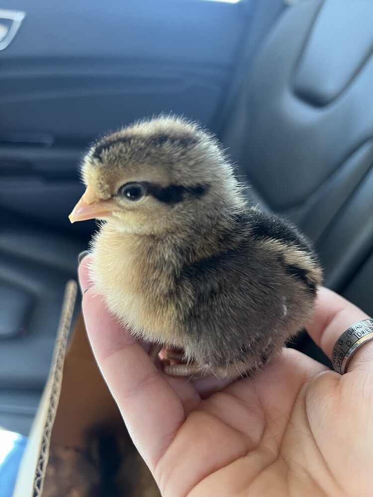 New Chickens! - All Reptiles - MorphMarket Reptile Community