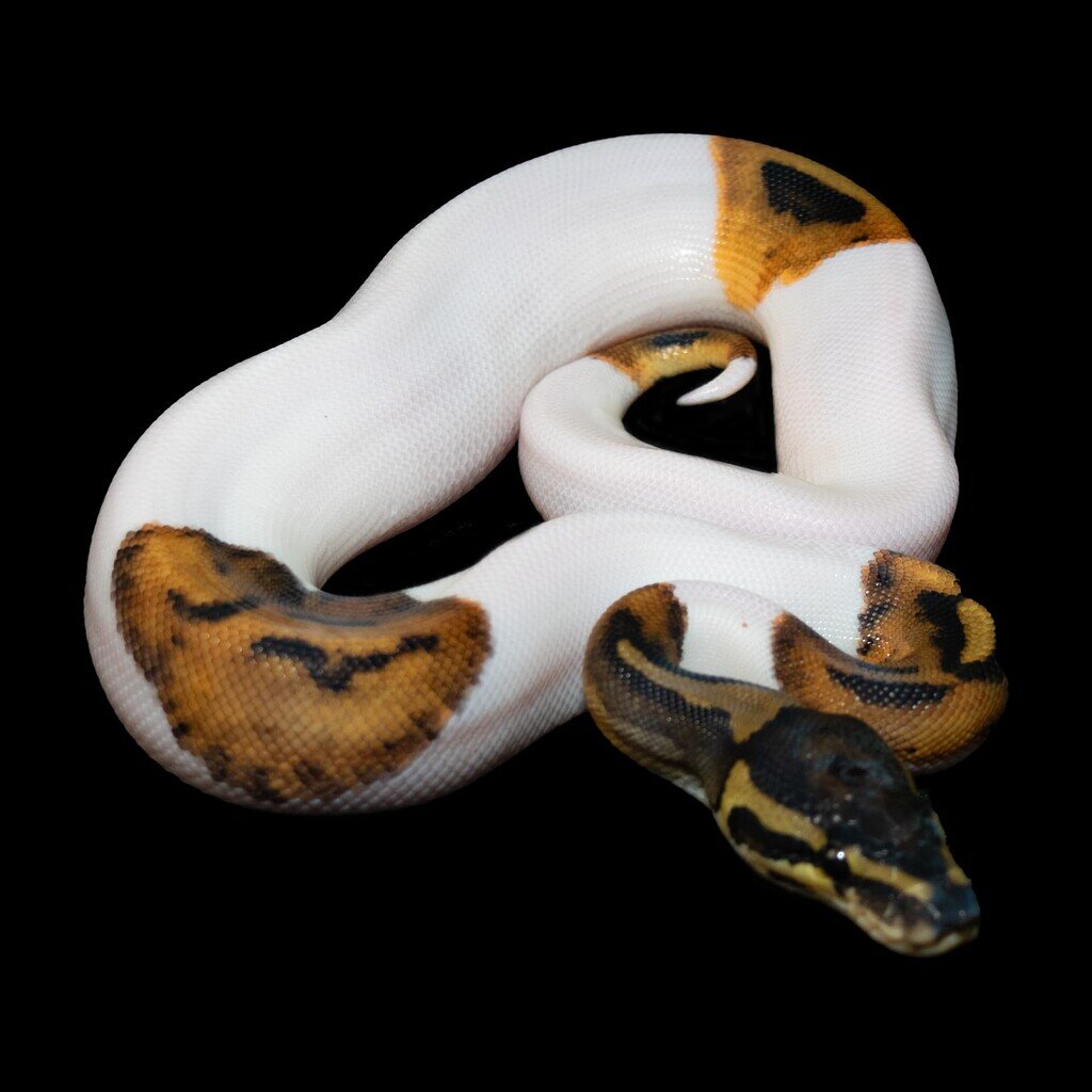 Help with morph identification of clutch - Ball Pythons - MorphMarket ...