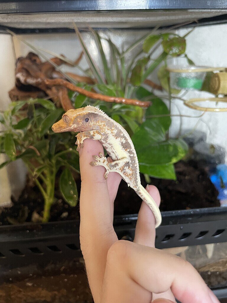 Help with Morph - Crested Geckos - MorphMarket Reptile Community