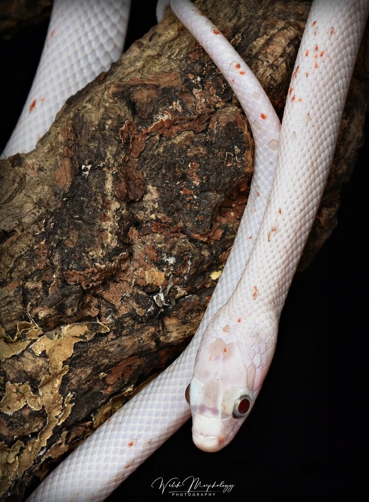 Pretty Palmetto - Corn Snakes - MorphMarket Reptile Community