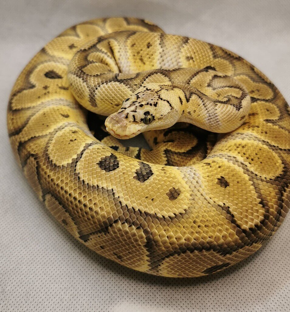 Ghi in Pastel clown - Ball Pythons - MorphMarket Reptile Community