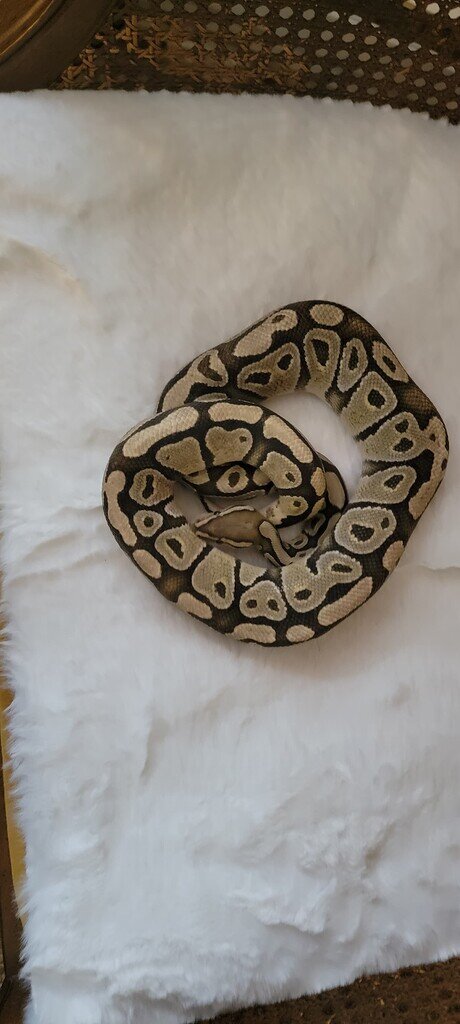 What Morph is he? - Ball Pythons - MorphMarket Reptile Community