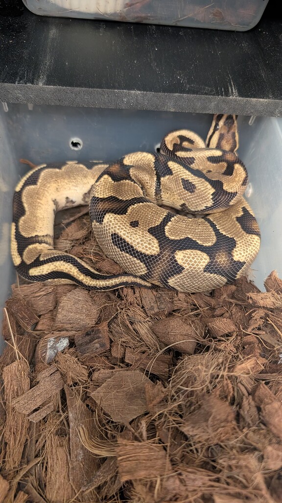 Need help identify morph - Ball Pythons - MorphMarket Reptile Community