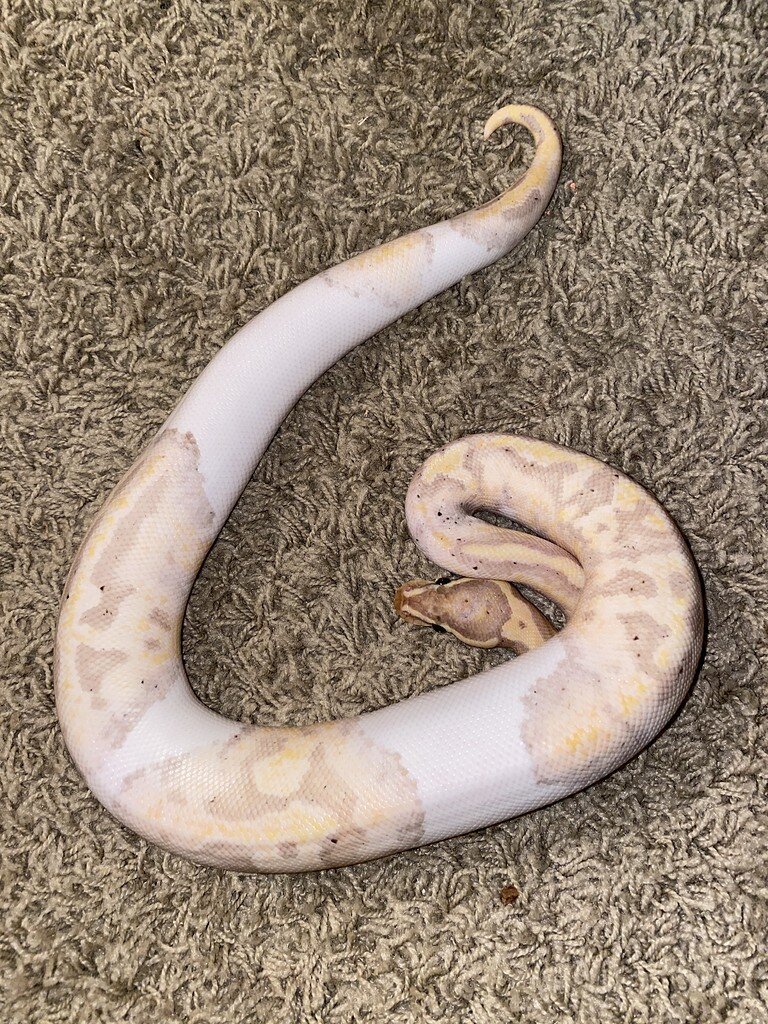 This boy is Getting old - Ball Pythons - MorphMarket Reptile Community