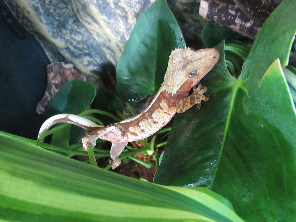 Crested Gecko Morph / Trait Guide - Crested Geckos - MorphMarket ...