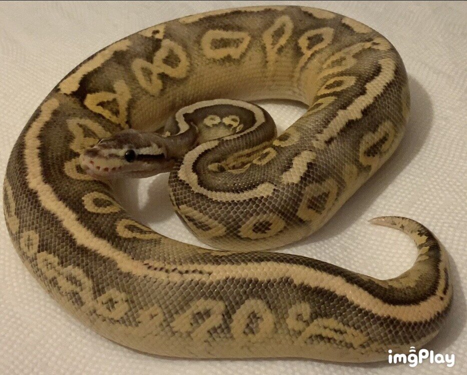 Show us your morphs that improved/ changed with age - Ball Pythons ...
