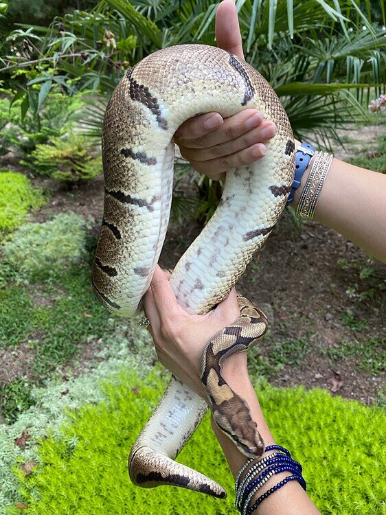 Bamboo Morph Identification Help - Ball Pythons - MorphMarket Reptile ...