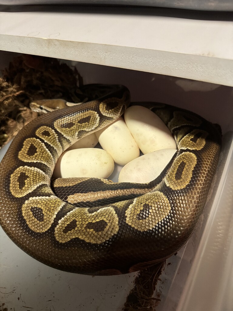 Ultramel Identification Help - Ball Pythons - MorphMarket Reptile Community