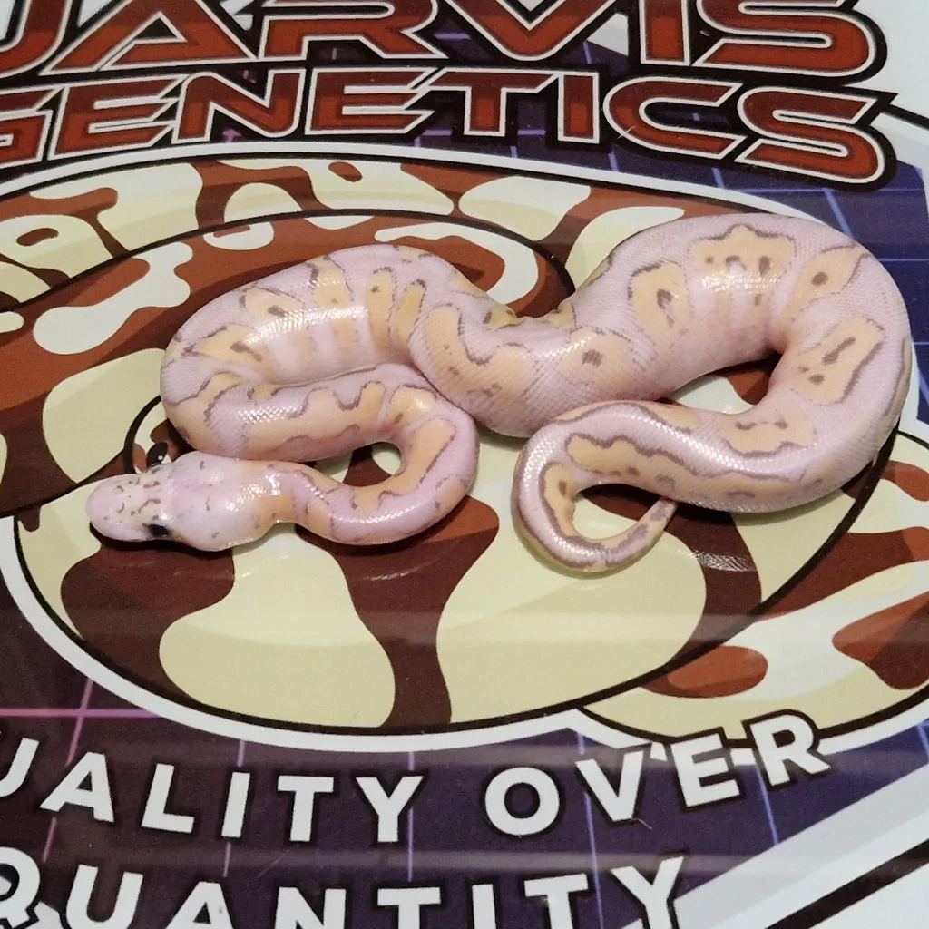 Super pastel banana mojave clown - Ball Pythons - MorphMarket Reptile ...