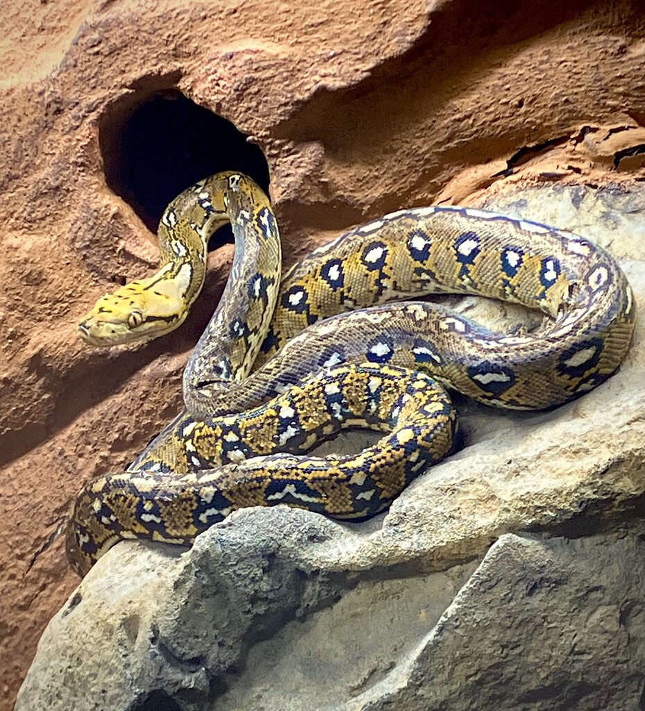 Aztec Reticulated Python - Genetics & Species - MorphMarket Reptile ...