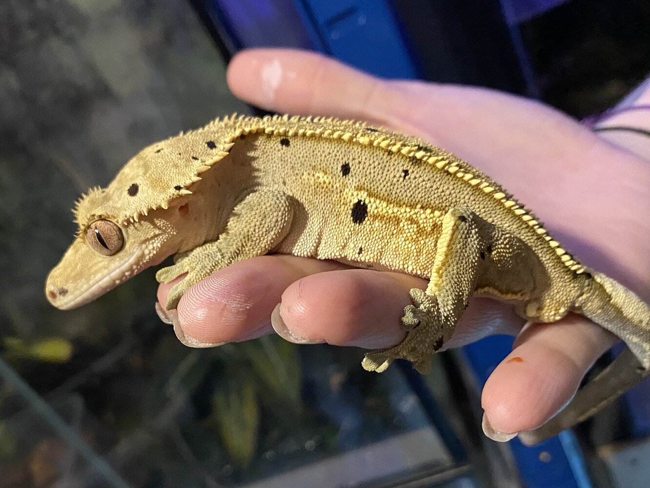 Finally some pics of Spike! - Crested Geckos - MorphMarket Reptile ...