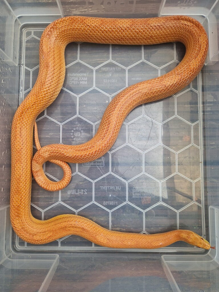Please help me identify the genetics - Corn Snakes - MorphMarket ...