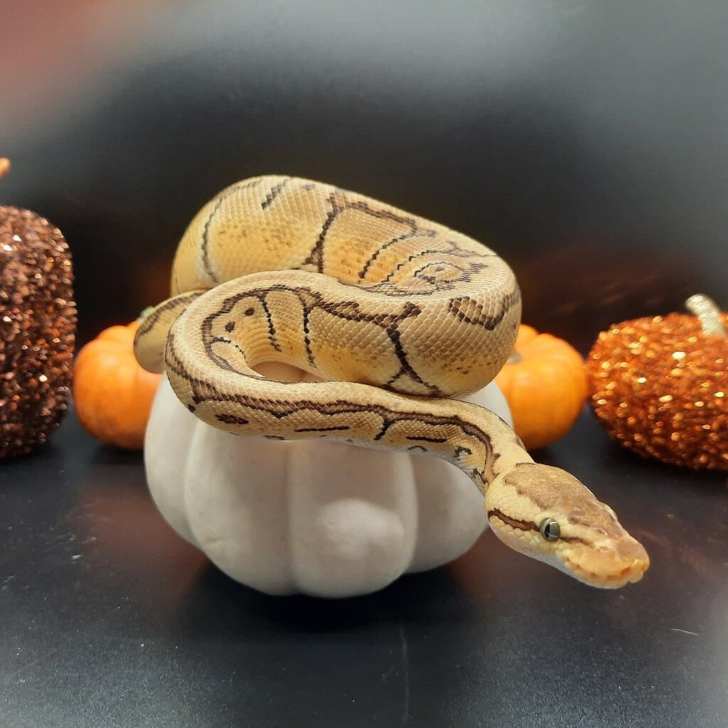 Ball Pythons on a Pumpkin - Ball Pythons - MorphMarket Reptile Community