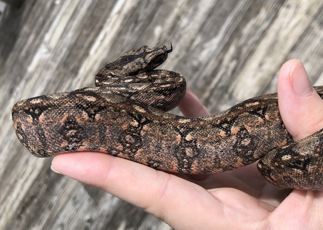 My high color Tarahumara Dwarf Boa - Boa Constrictors - MorphMarket ...