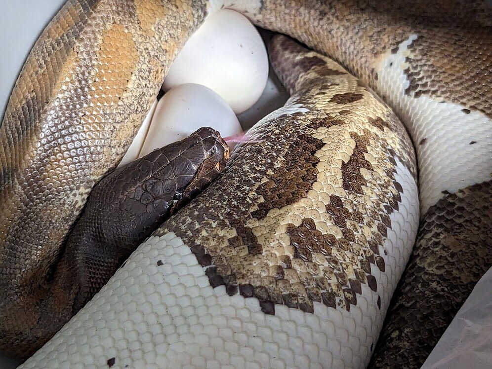 Female Pied Blood Laying Eggs - Short-Tailed Pythons - MorphMarket ...
