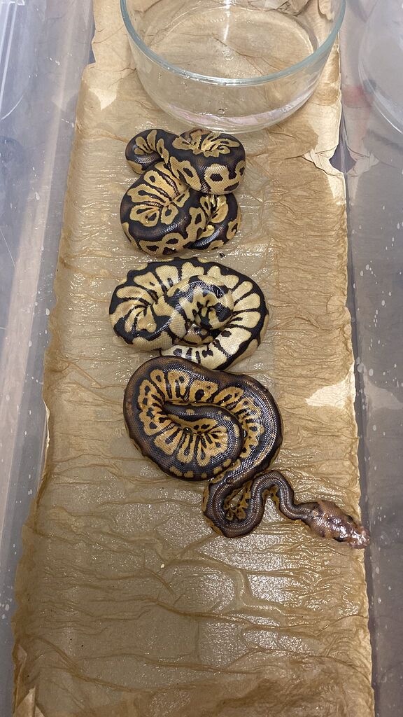 First hatchling 2023 - Ball Pythons - MorphMarket Reptile Community