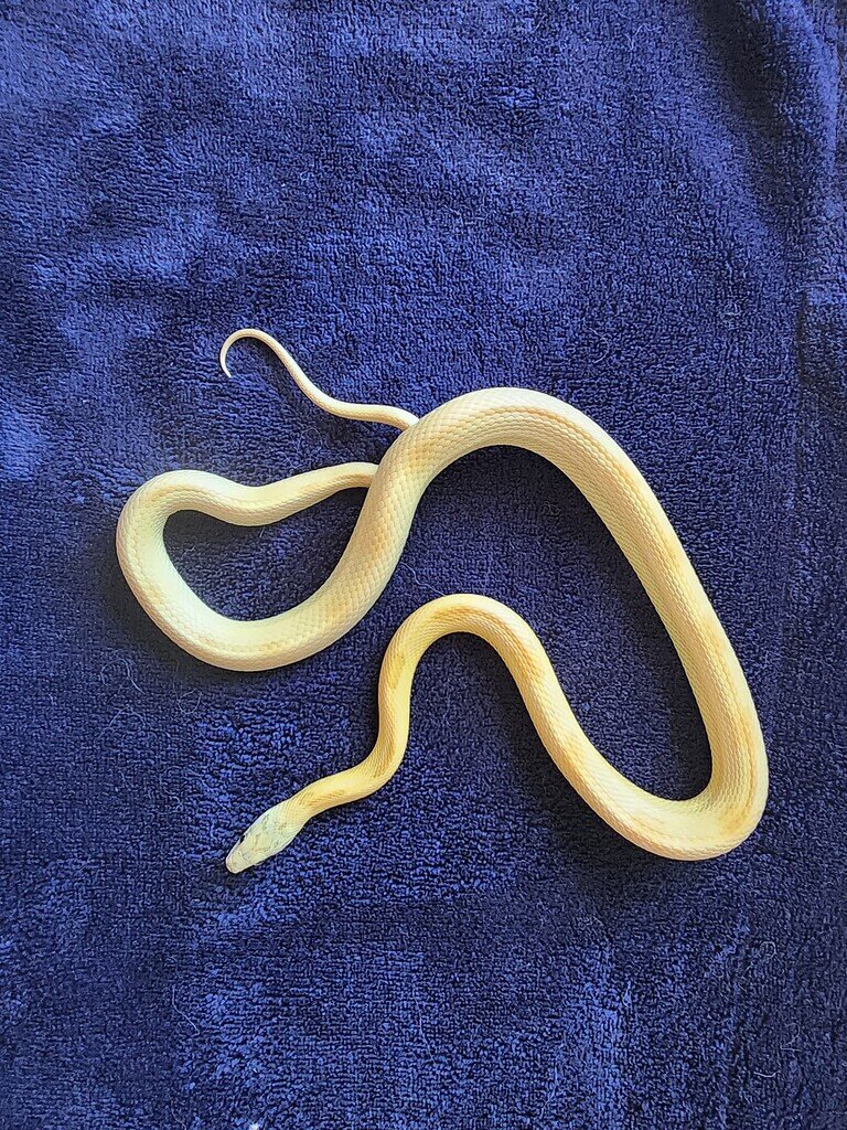 Help with Corn Morph ID - Corn Snakes - MorphMarket Reptile Community