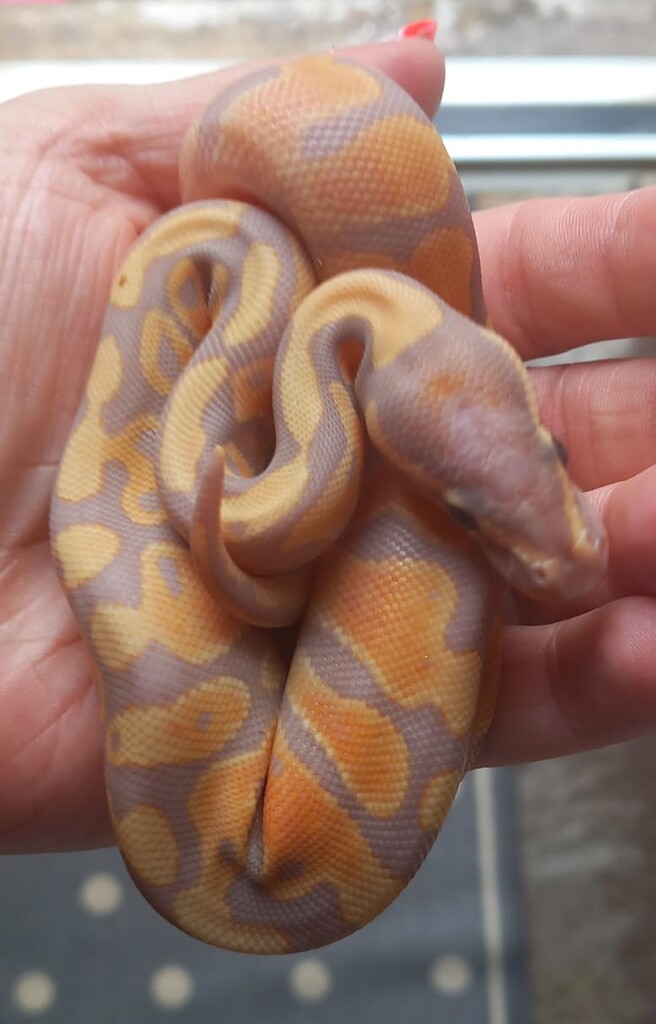 Help identifying genes in banana hatchlings - Ball Pythons ...