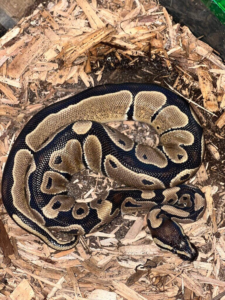 Need help with ID. Hotel abandoned rescue. Something different about ...