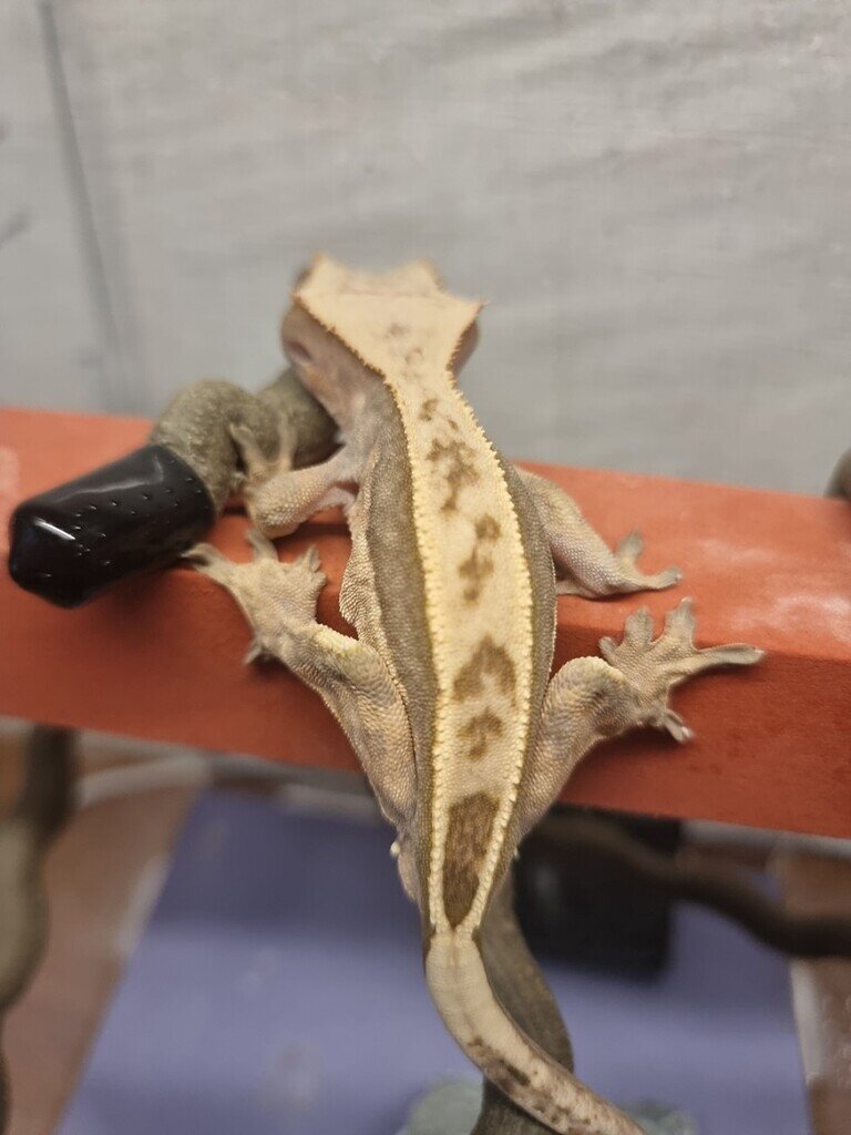 What is his morph? - Crested Geckos - MorphMarket Reptile Community