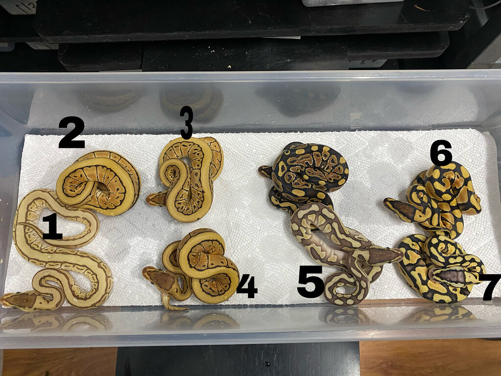 Help with identification - Ball Pythons - MorphMarket Reptile Community