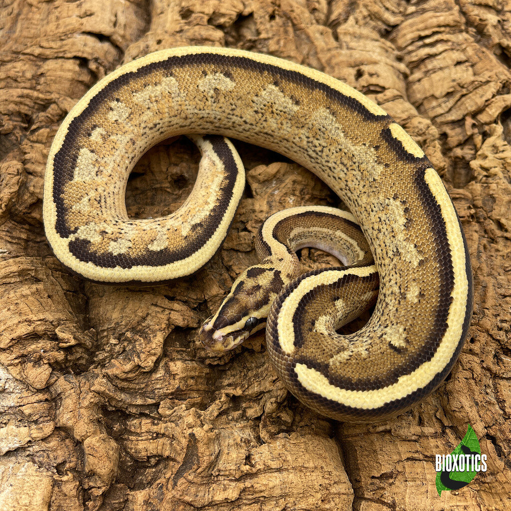Asphalt Spark! - Ball Pythons - MorphMarket Reptile Community