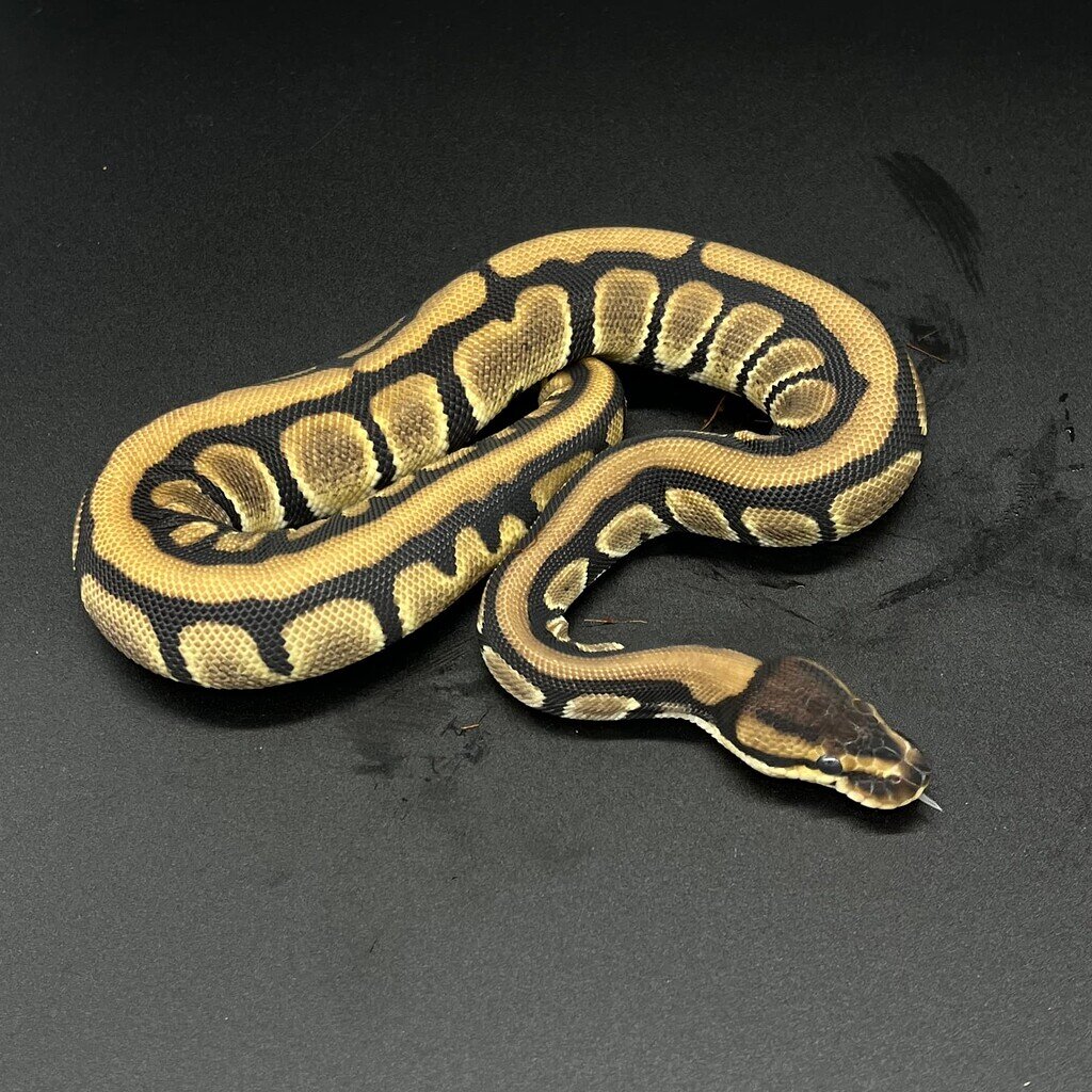 My little dinker - Ball Pythons - MorphMarket Reptile Community