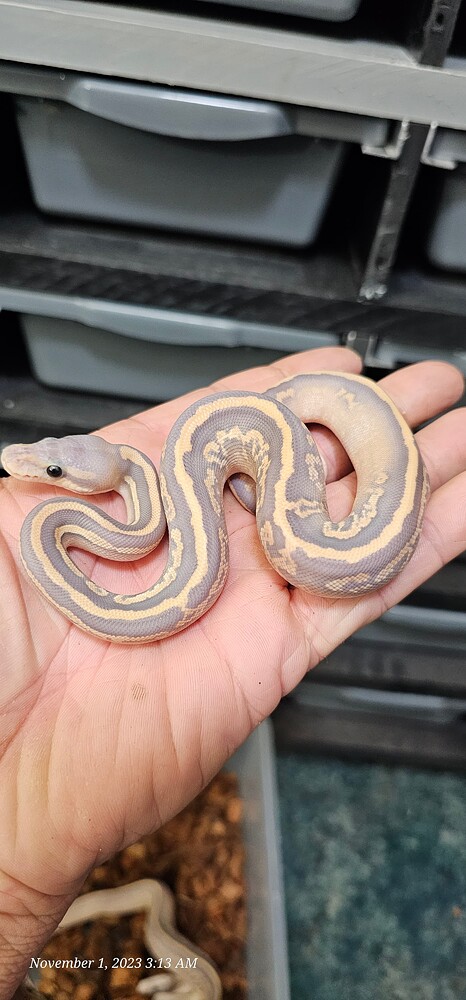 Shocked to have hatched truly purple snakes! - Ball Pythons ...
