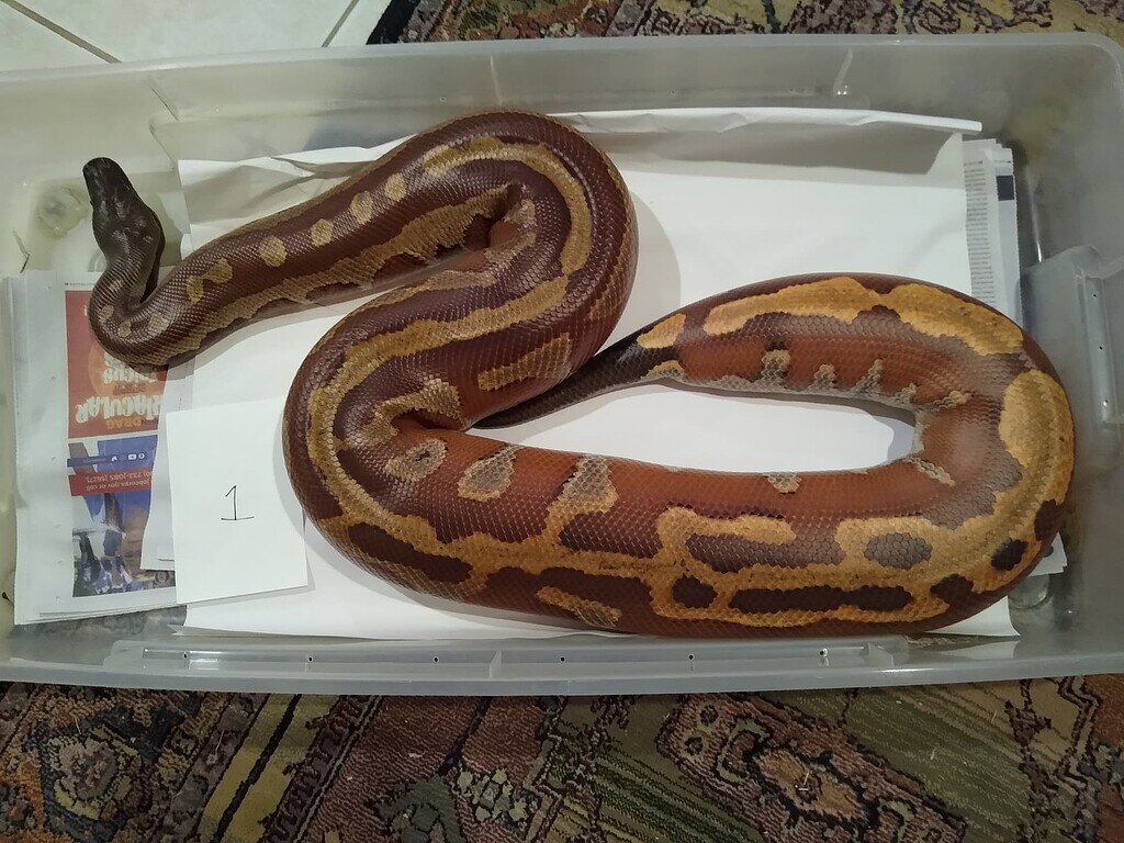 Blood Python Stolen! - All Reptiles - MorphMarket Reptile Community