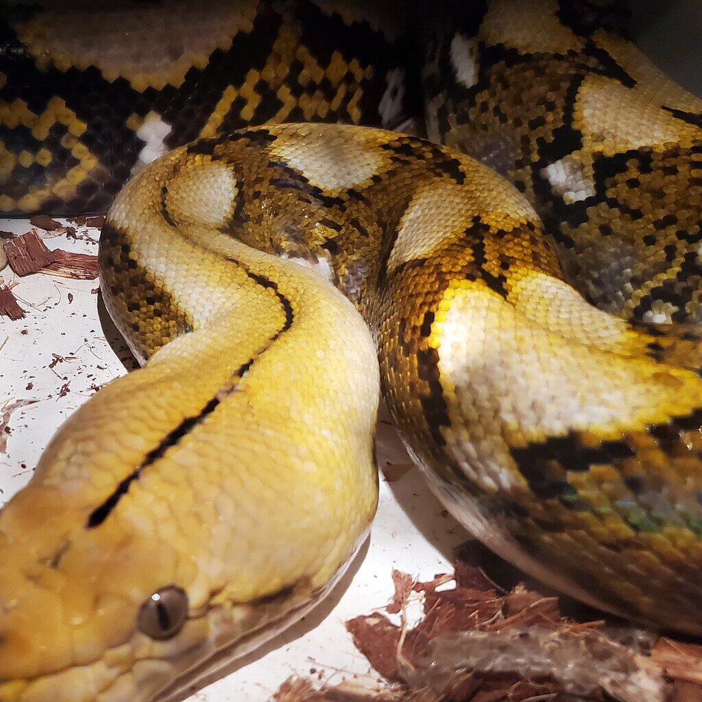 My Tiger Retic - Reticulated Pythons - MorphMarket Reptile Community