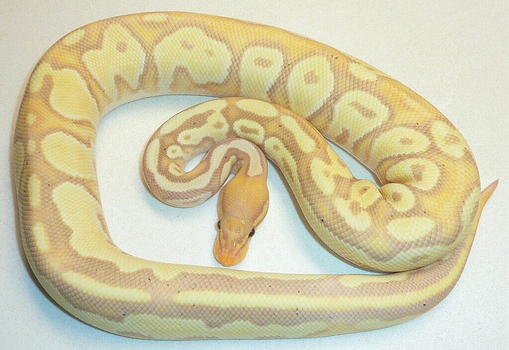Need help id’ing this snakes morphs - Ball Pythons - MorphMarket ...