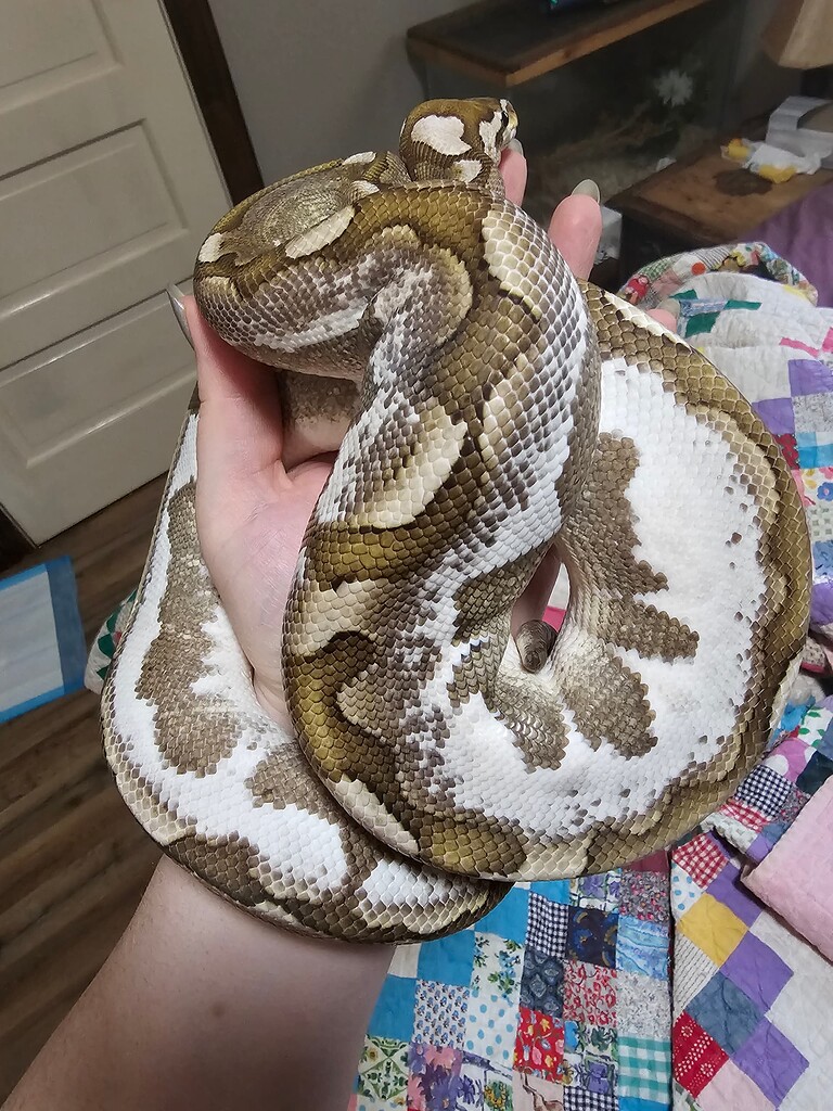 A slightly belated Hello - Introductions - MorphMarket Reptile Community