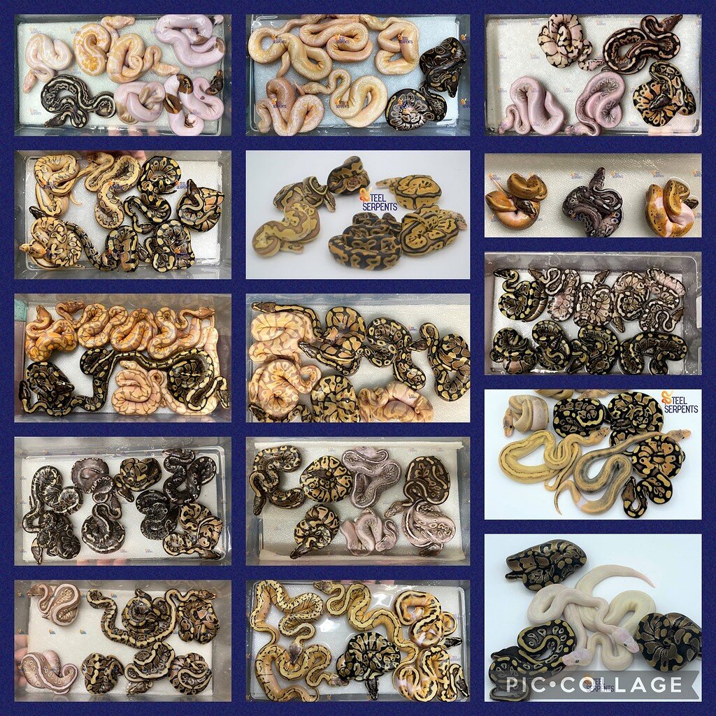 2021 clutches - Ball Pythons - MorphMarket Reptile Community