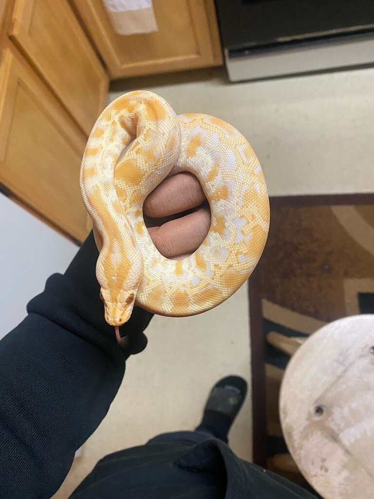 Burmese python morph help? - Burmese Pythons - MorphMarket Reptile ...