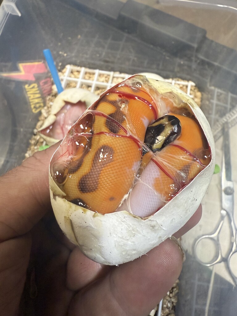 NEW - Baby Ball Python - All Reptiles - MorphMarket Reptile Community