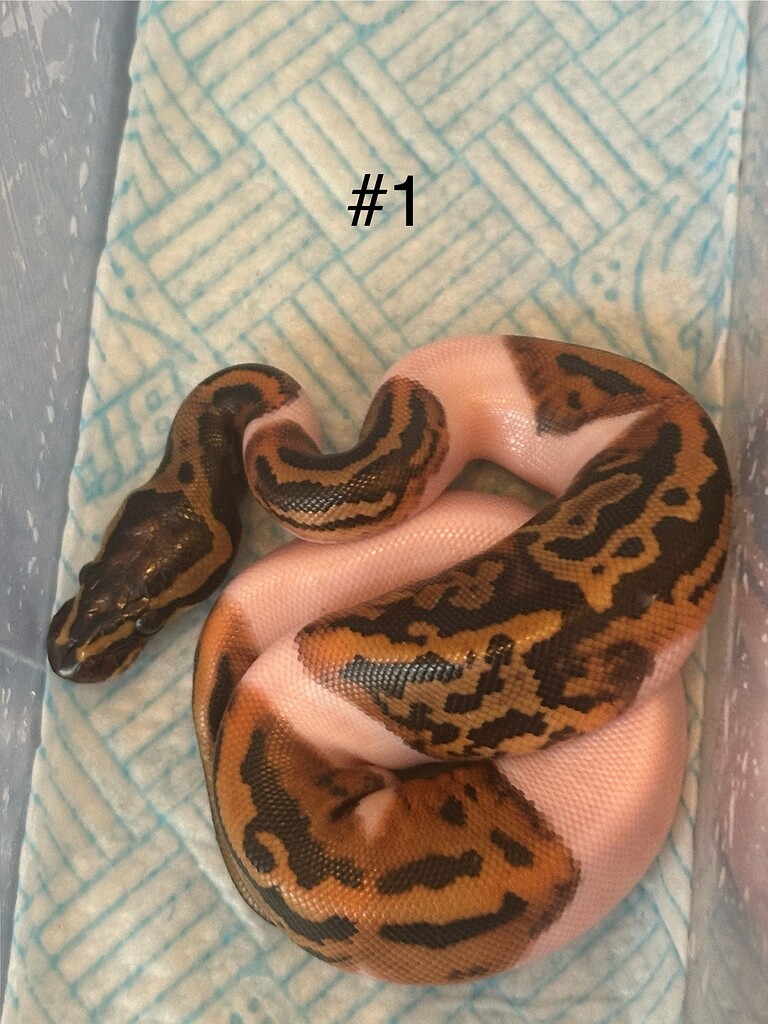 Help needed identifying pieds - Ball Pythons - MorphMarket Reptile ...