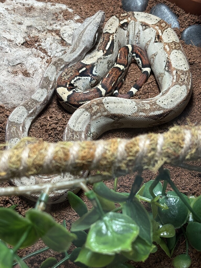 Is my boa a bci or bcc? - All Reptiles - MorphMarket Reptile Community
